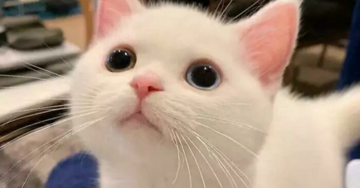 20 photos de chats blancs qui vous feront succomber à leur charme