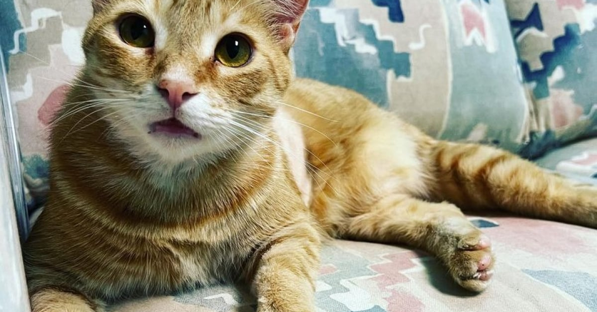 Après une attente de plus de 2 ans, un adorable chat roux trouve enfin ...