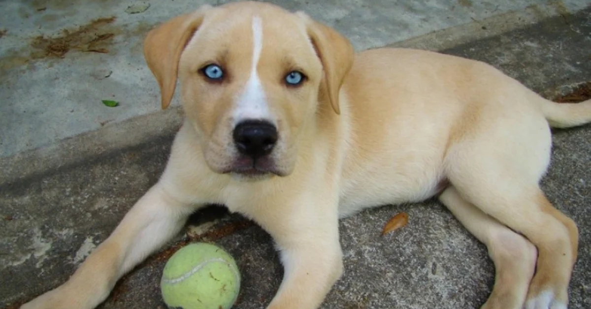 17 adorables photos de chiens issus de croisements étonnants