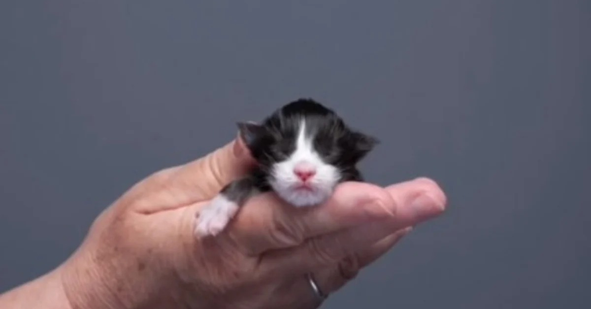 Le photographe Nils Jacobi documente magnifiquement la croissance d'un ...