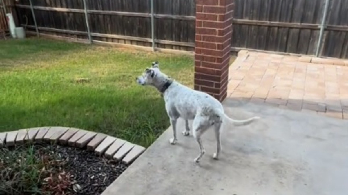 Une maîtresse dévoile le moment unique durant lequel son chien d ...
