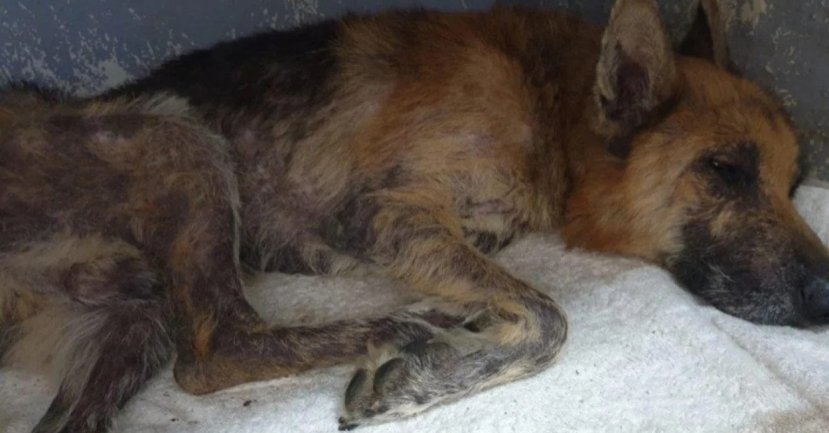 L'histoire de rédemption d'un chien enterré vivant, atteint d'un cancer ...