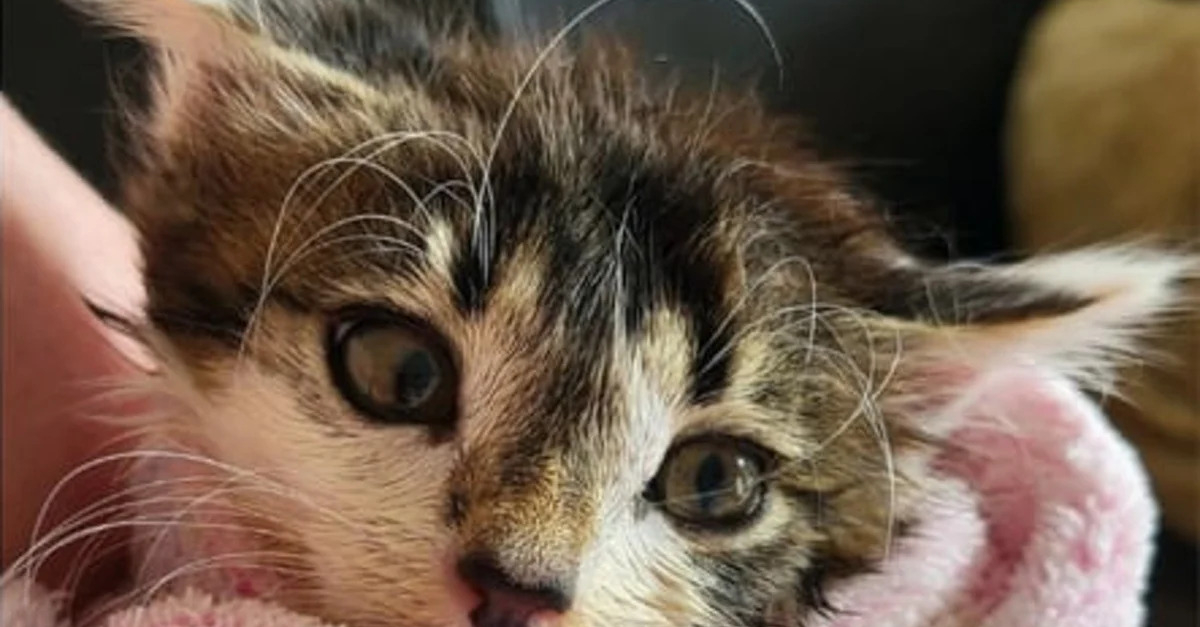 Alors qu'un employé de station d'épuration pensait sauver un chaton, il ...