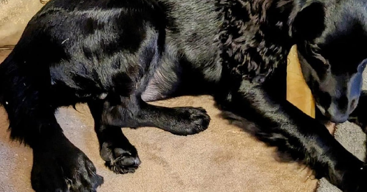 Une Chienne Abandonnée Avec Six Pattes Subit Une Opération Complexe