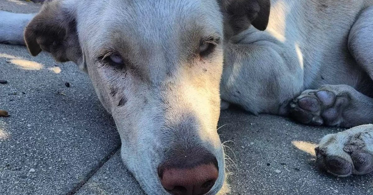 Un chien errant désorienté est sauvé de justesse alors qu'une tempête ...