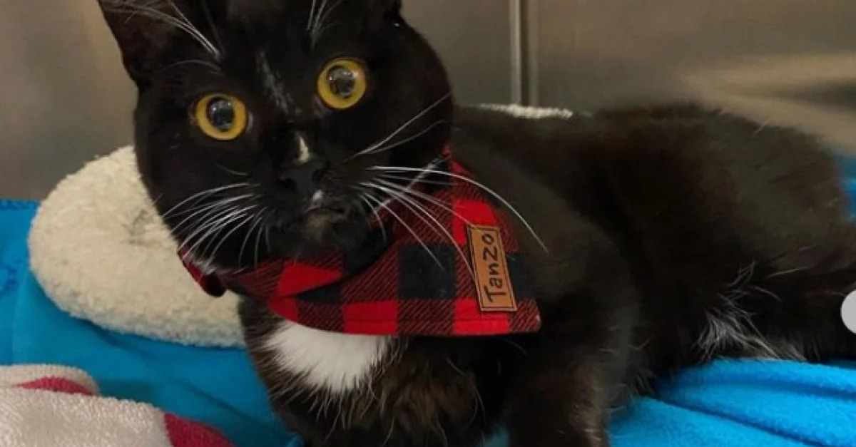 Le geste effectué par les maîtres de ce chat handicapé leur a été rendu ...