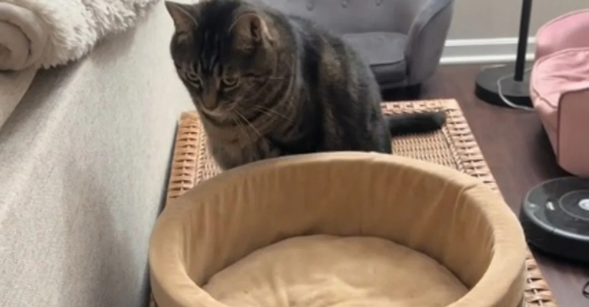 Ce chat a été choyé par ses propriétaires, et fait savoir qu'il compte ...