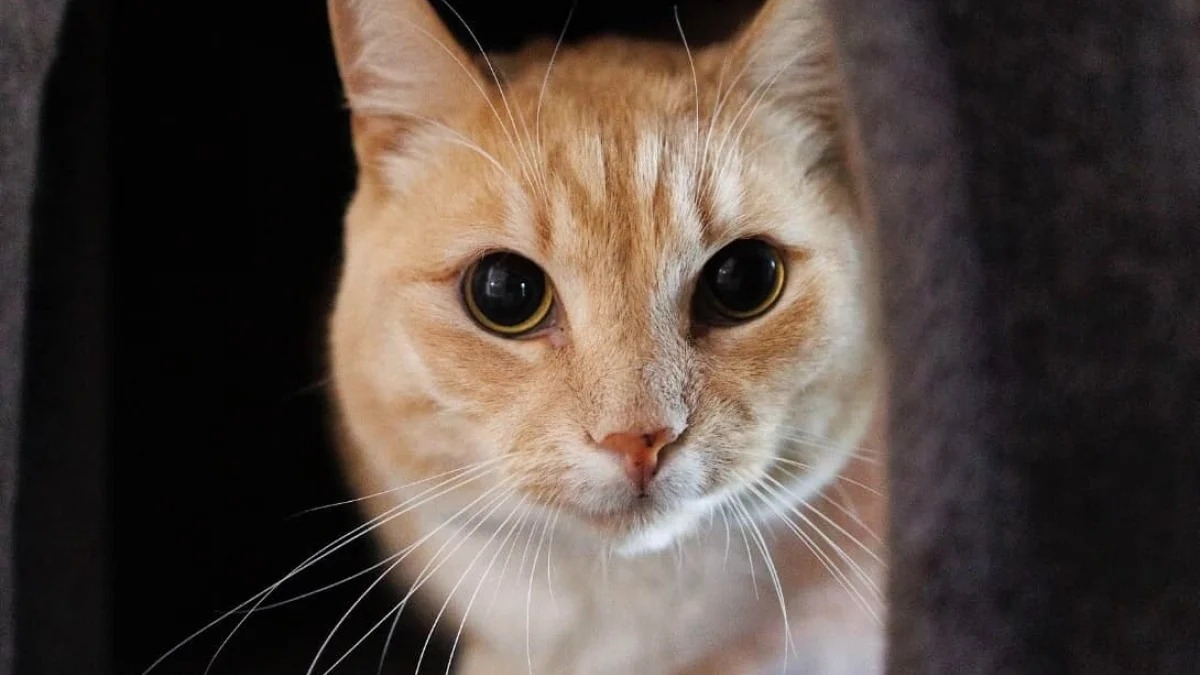 Un chat roux attend 500 jours dans un refuge après le décès de sa ...