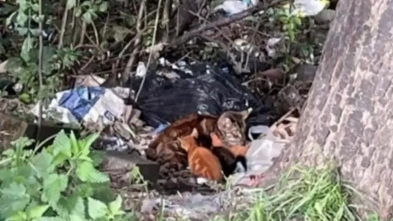 Une chatte blessée et ses chatons sauvés d'une décharge sauvage ...