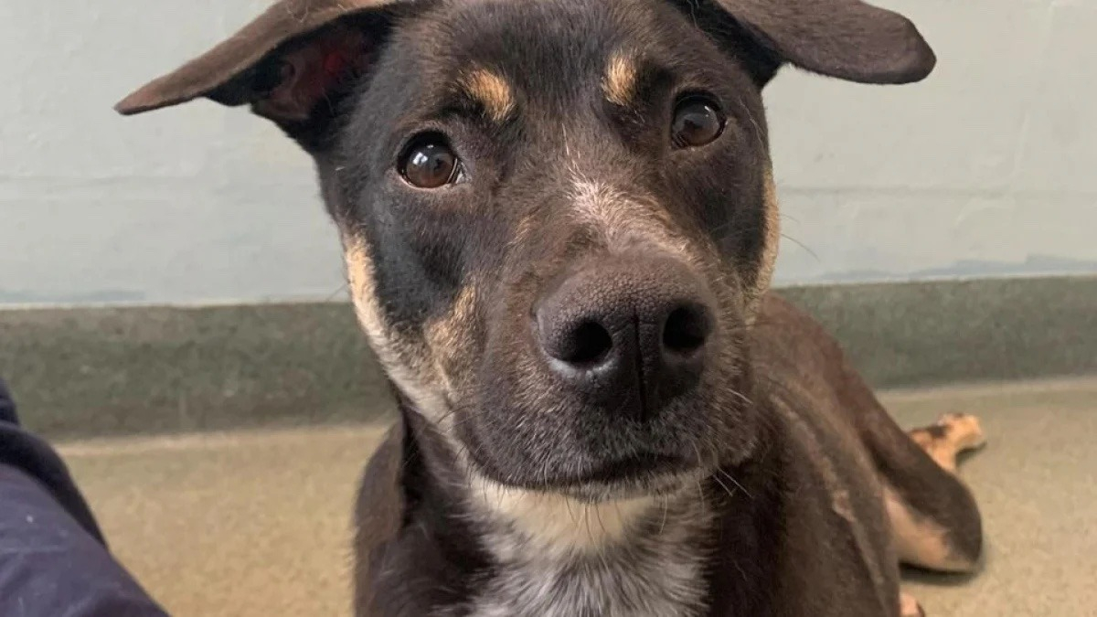 Traumatisée par son passé, une chienne refuse de croiser le regard des humains et reste terrée ...