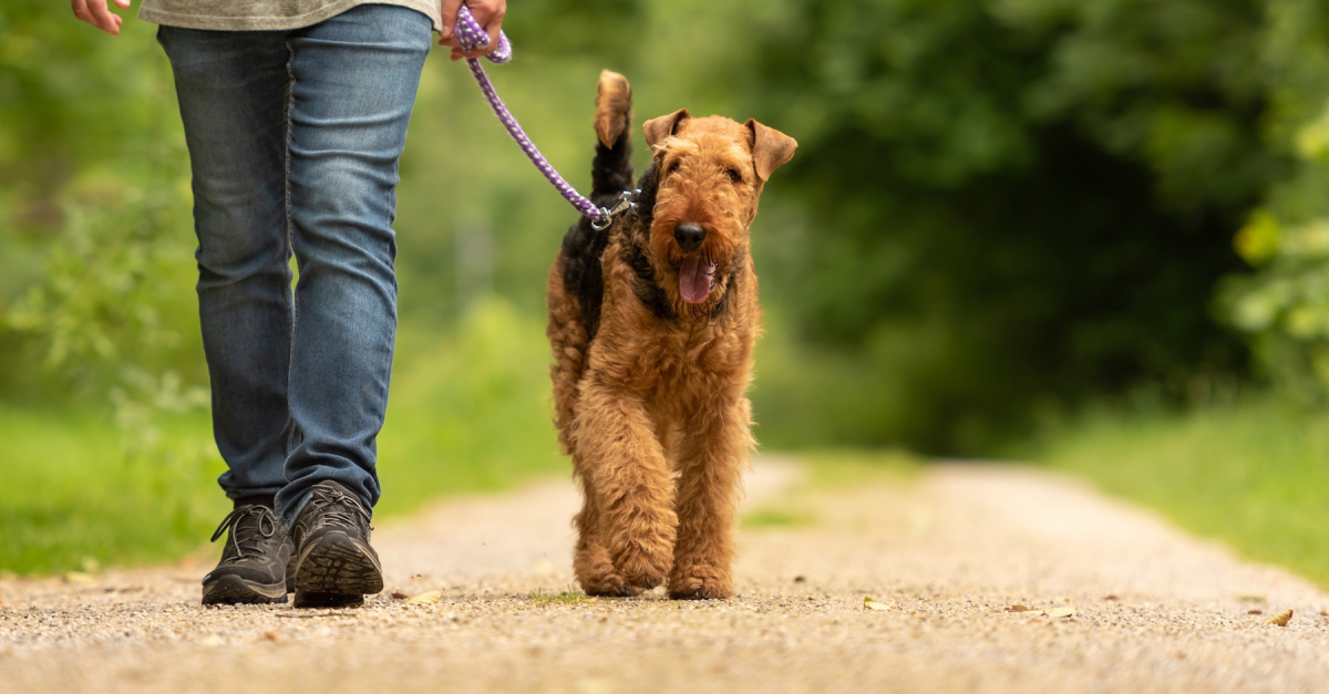 Pratiquer une activité physique avec son animal : idées et conseils