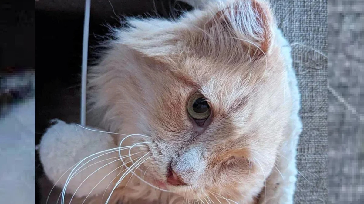 Ce chat errant borgne croque la vie à pleine dent maintenant qu'il a ...