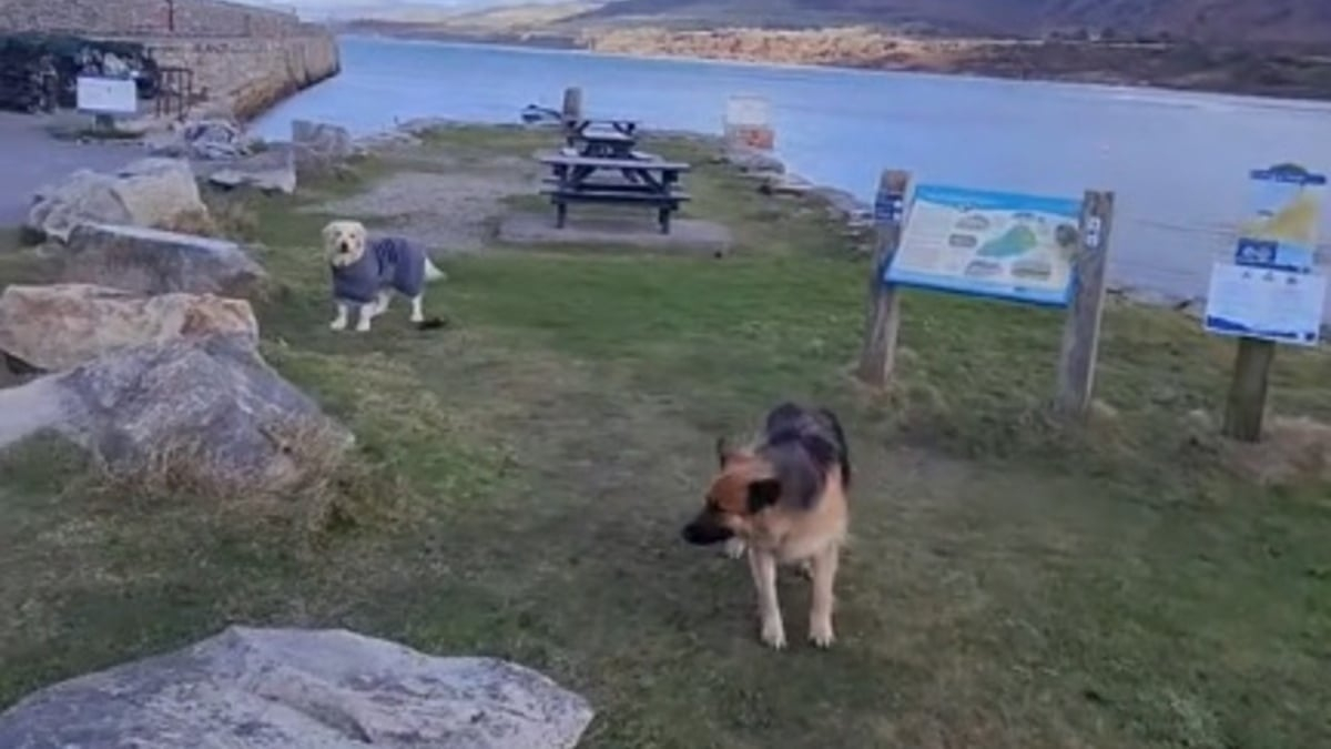 Trop heureux de leur journée à la plage, ces deux chiens ont décidé de ...