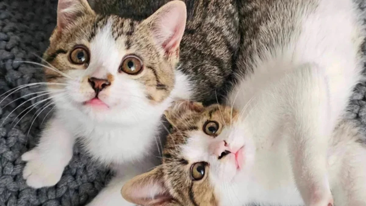 Alors qu'elles ont perdu leur sœur et leur mère, ces deux chatons ...