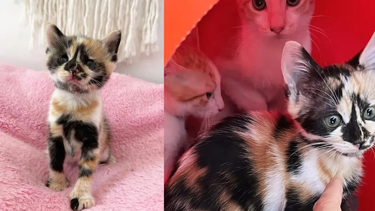 Une femme adopte 4 chatons de portées différentes en même temps, et ces ...