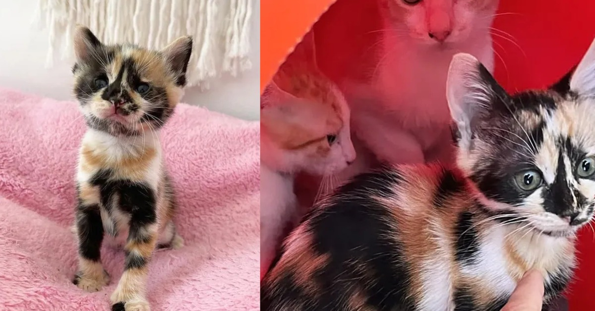 Une femme adopte 4 chatons de portées différentes en même temps, et ces ...