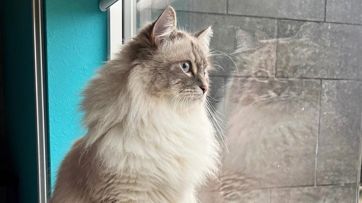 Nimbus, chat Sibérien, tente d'attirer une mouche au plafond avec des ...
