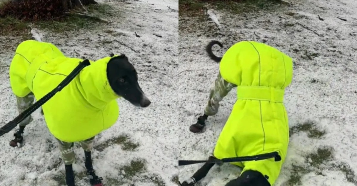 Ce Lévrier adopté émeut sa nouvelle maîtresse en découvrant la neige ...