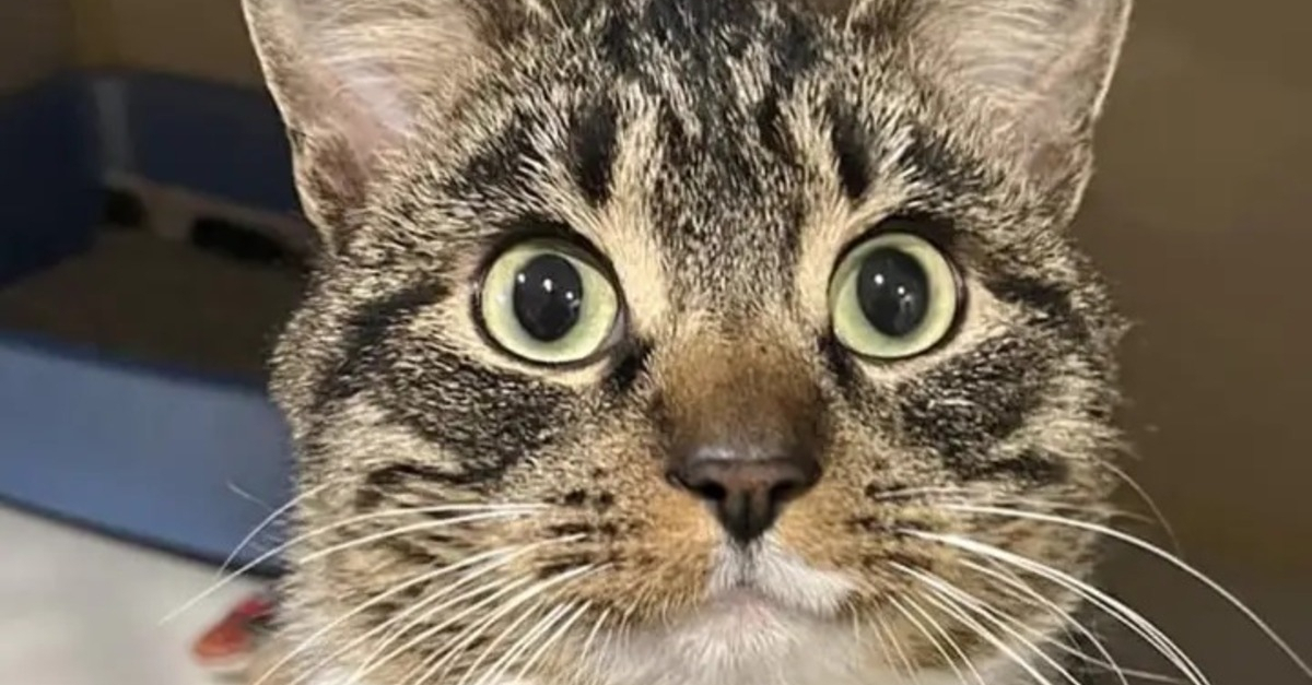 Ils font 5 heures de route pour adopter un chat, et repartent avec 3 ...