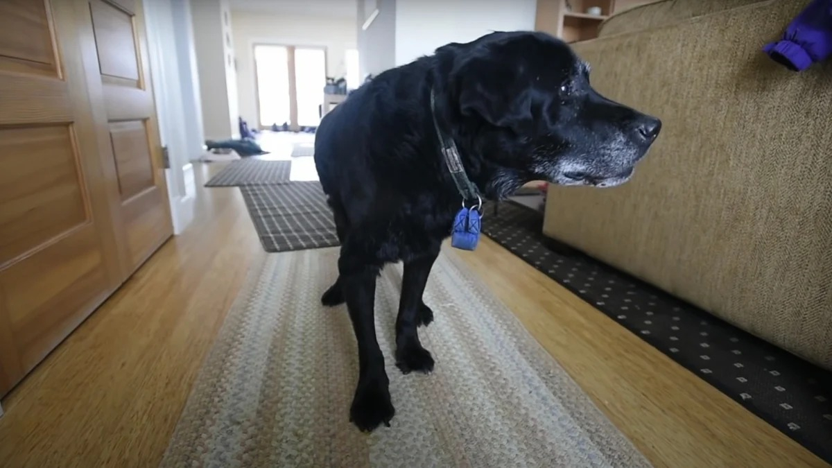 Un facteur vient en aide à un chien âgé et sa famille en installant une rampe pour ses déplacements