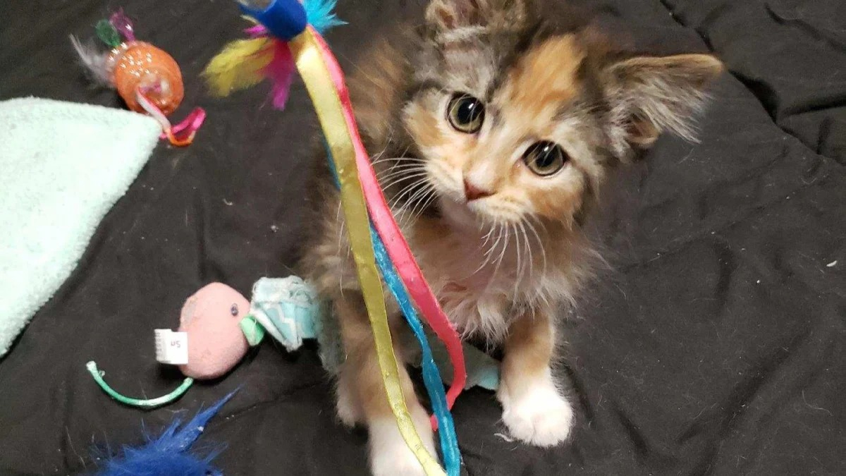 Ce chaton à la magnifique robe calico possède une caractéristique ...