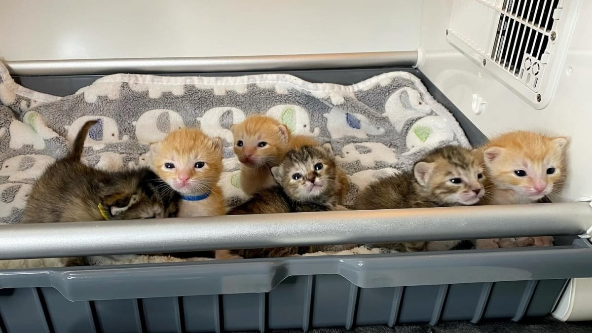 Les efforts de ces 6 chatons pour attirer l'attention des passants sur ...