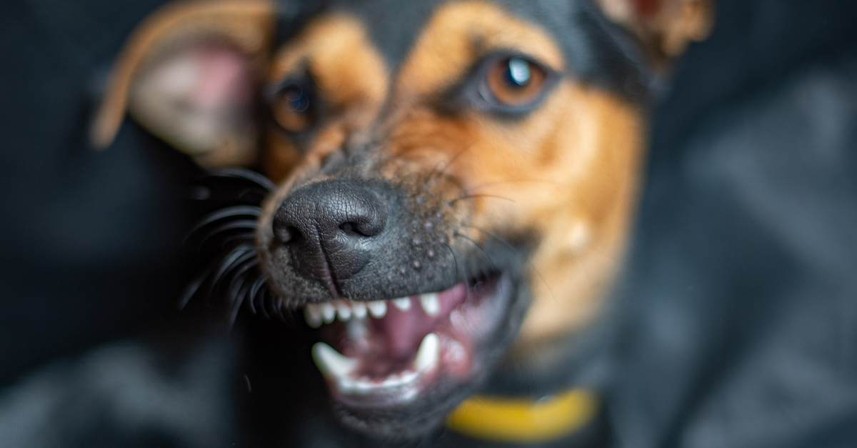 Chien qui grogne : causes et solutions