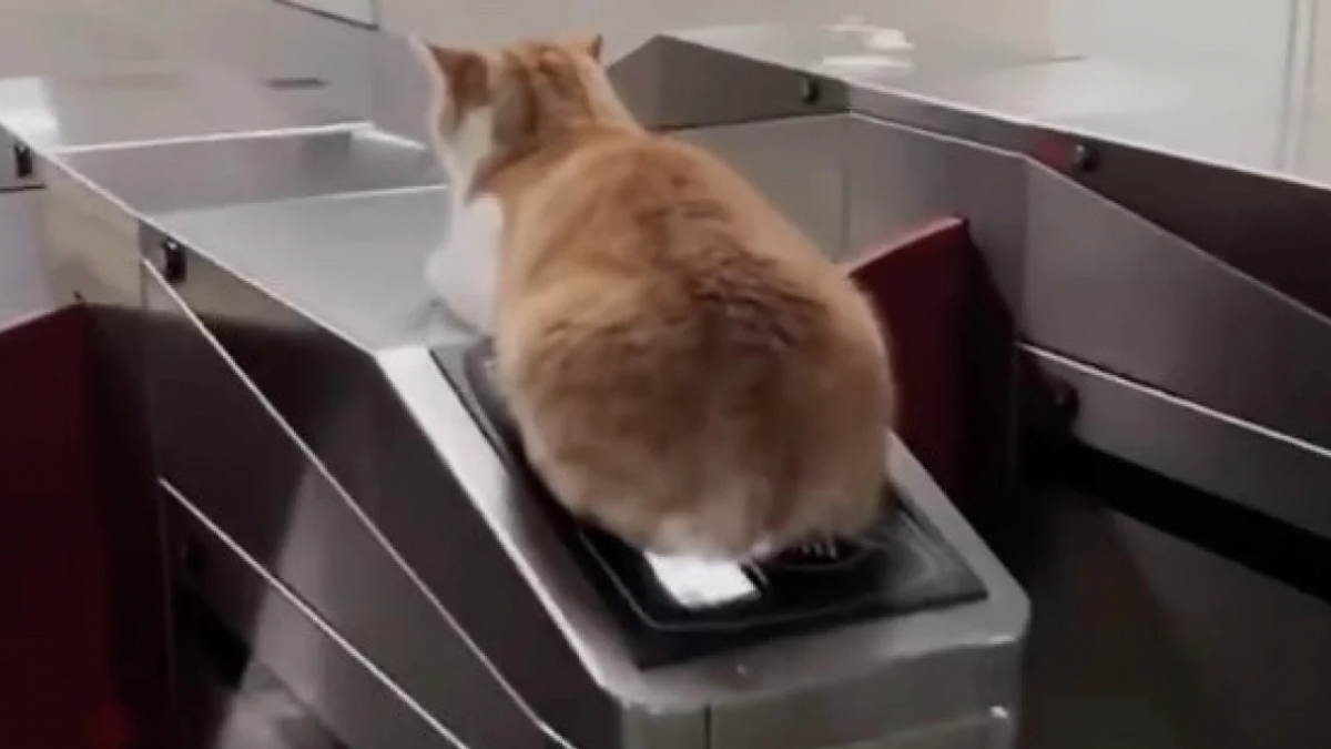 Un chat fait sensation en accueillant les usagers dans une station de métro