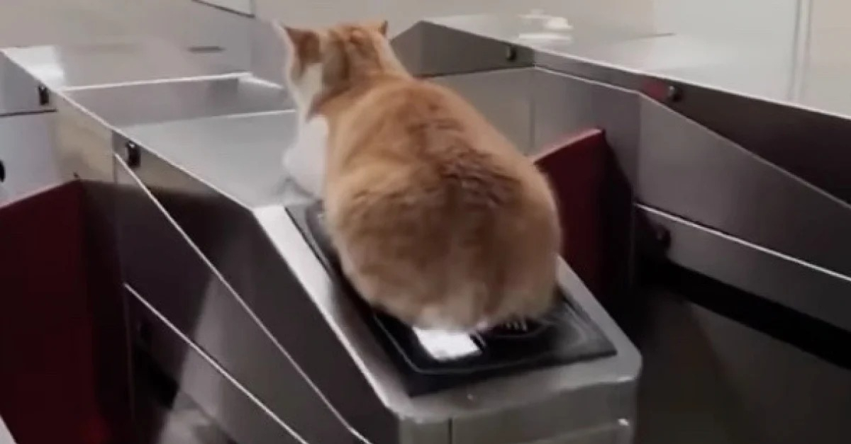 Un chat fait sensation en accueillant les usagers dans une station de métro