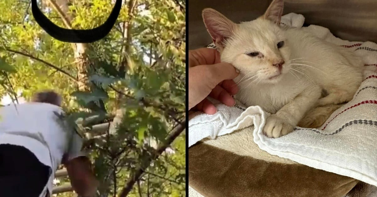 Un chat reste coincé dans un arbre pendant 5 jours, sans eau ni ...
