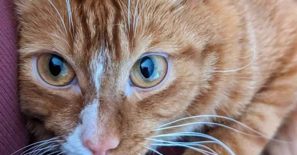 Sauvé de l’abandon, un chat surmonte son handicape et se démène pour ...