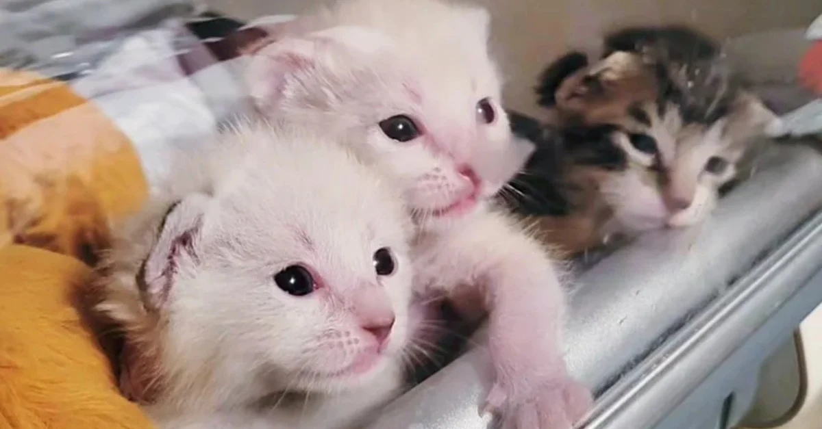 4 chatons privés de leur mère après une tempête trouvent une famille ...