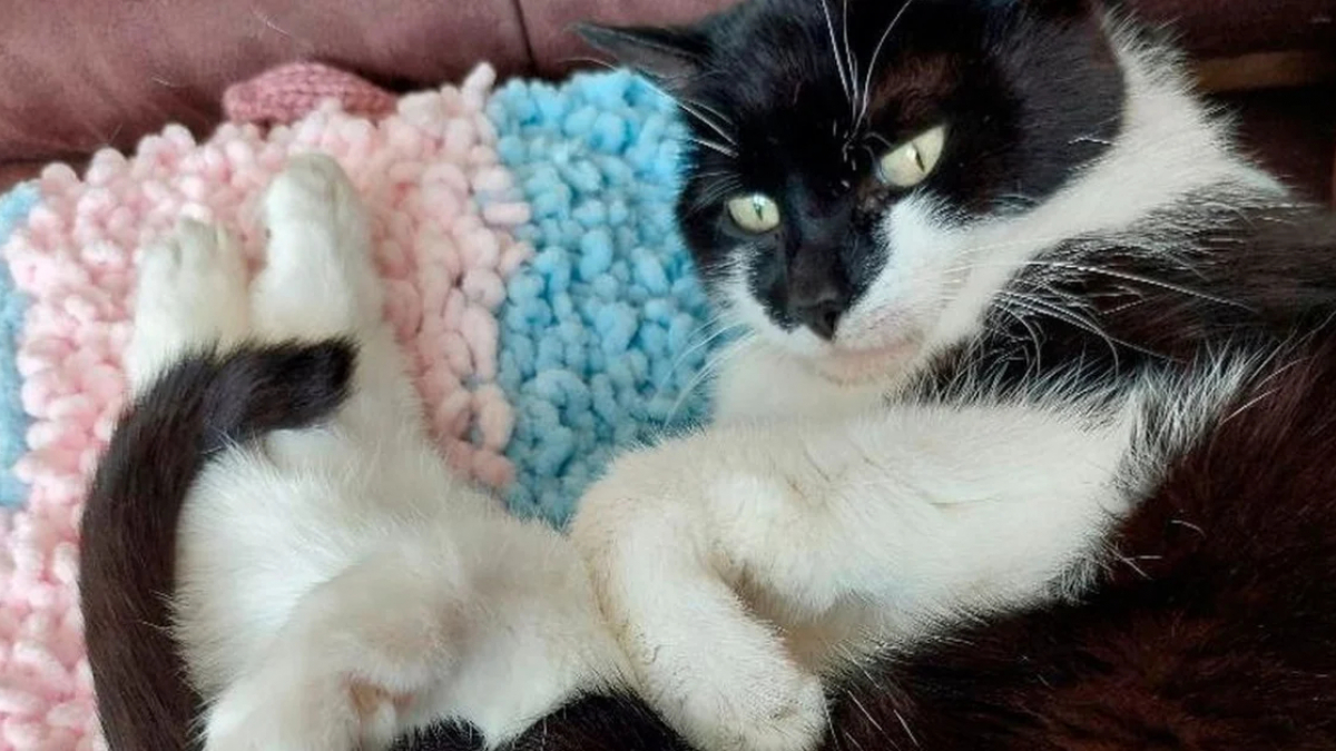 Cette chatte de 9 ans, doyenne du refuge, rêve encore d’être adoptée