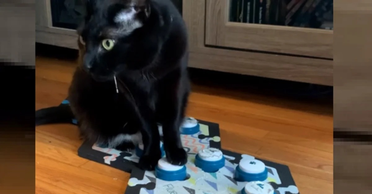 Cette femme apprend à son chat à parler grâce à des boutons et il ...