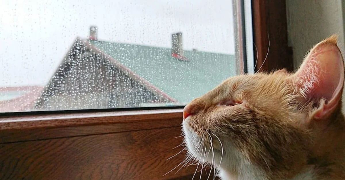 La propriétaire de ce chat aveugle découvre sa capacité d’adaptation ...