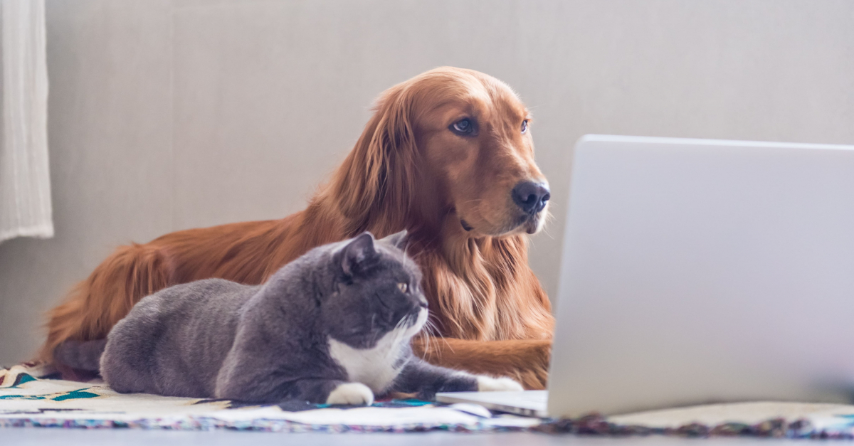 Pourquoi souscrire une assurance animale : raisons et avantages