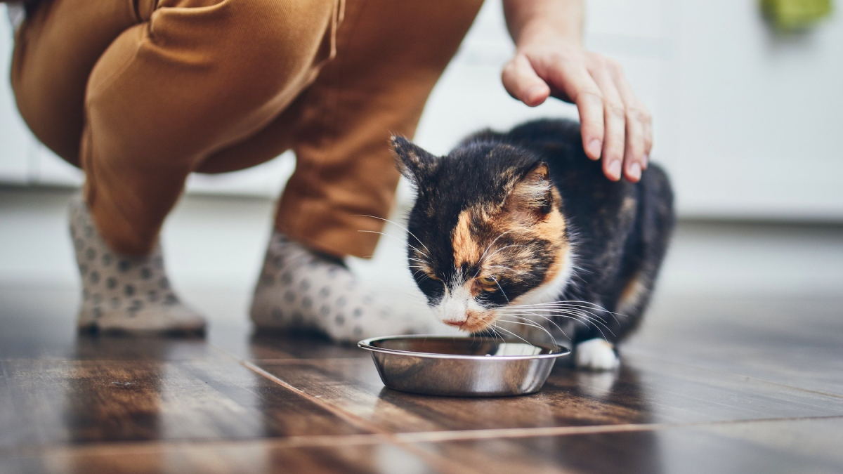 Besoins nutritionnels d’un animal adopté, comment bien le nourrir après ...