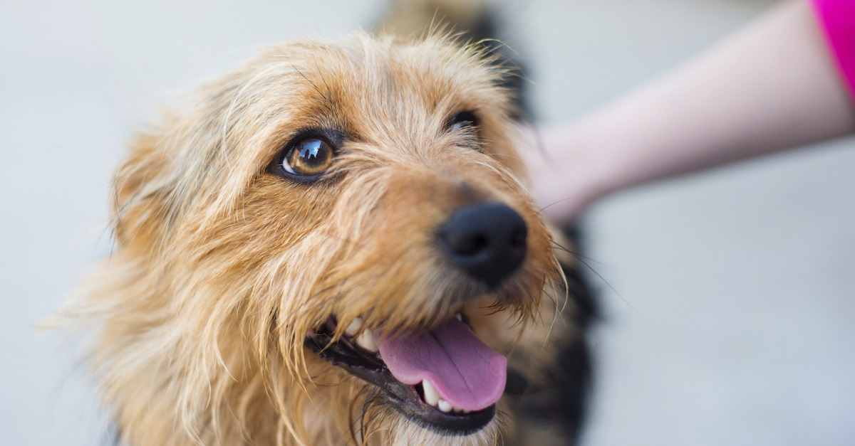 Comment faire don de son animal de manière responsable
