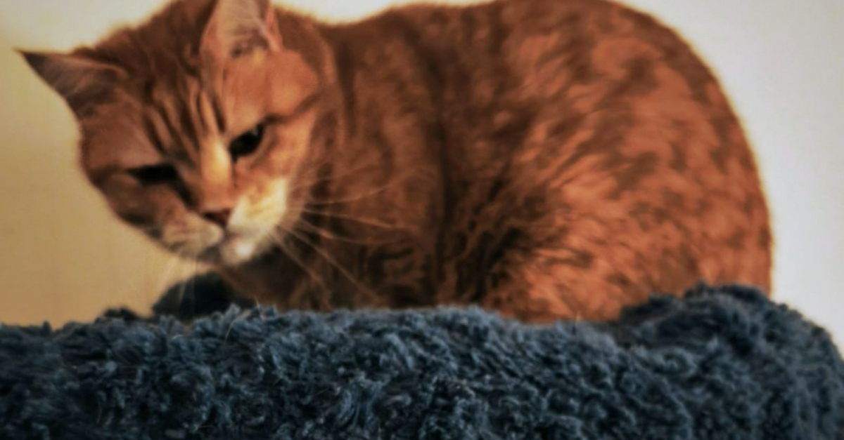 Seul après la disparition de sa propriétaire, ce chat à l'air grognon ...