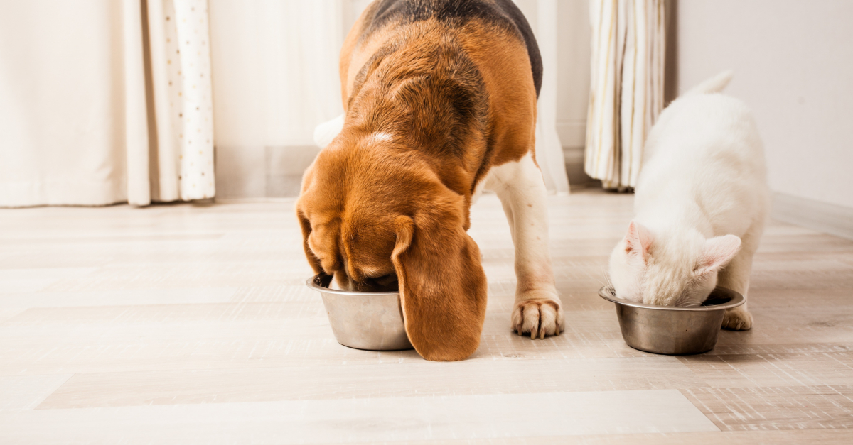 Chien ou chat qui mange trop vite : causes et solutions