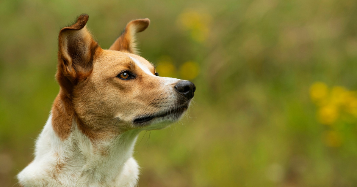 Chien croisé ou de pure race : quelles sont les différences