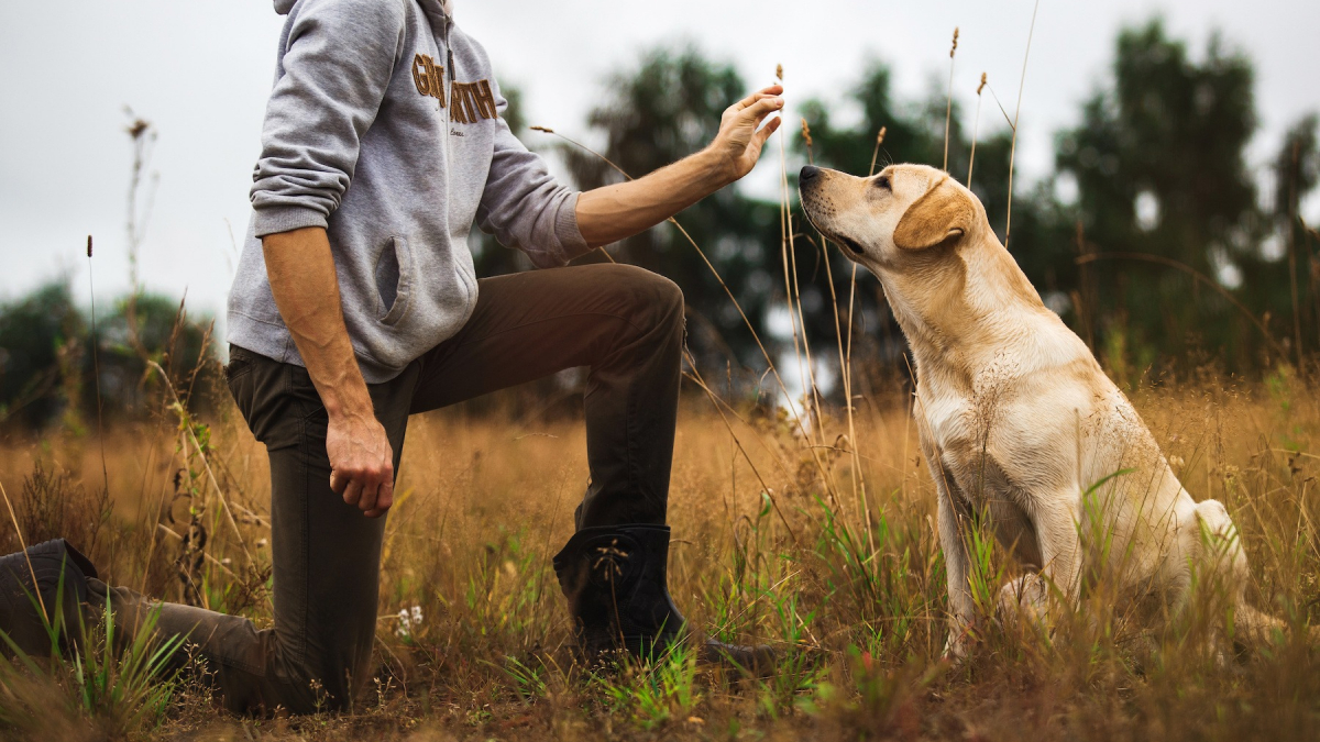 L'éducation positive de son animal : principes et avantages