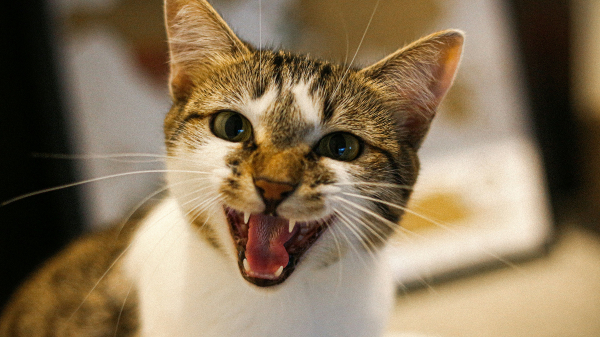Chat qui miaule beaucoup : pourquoi et que faire