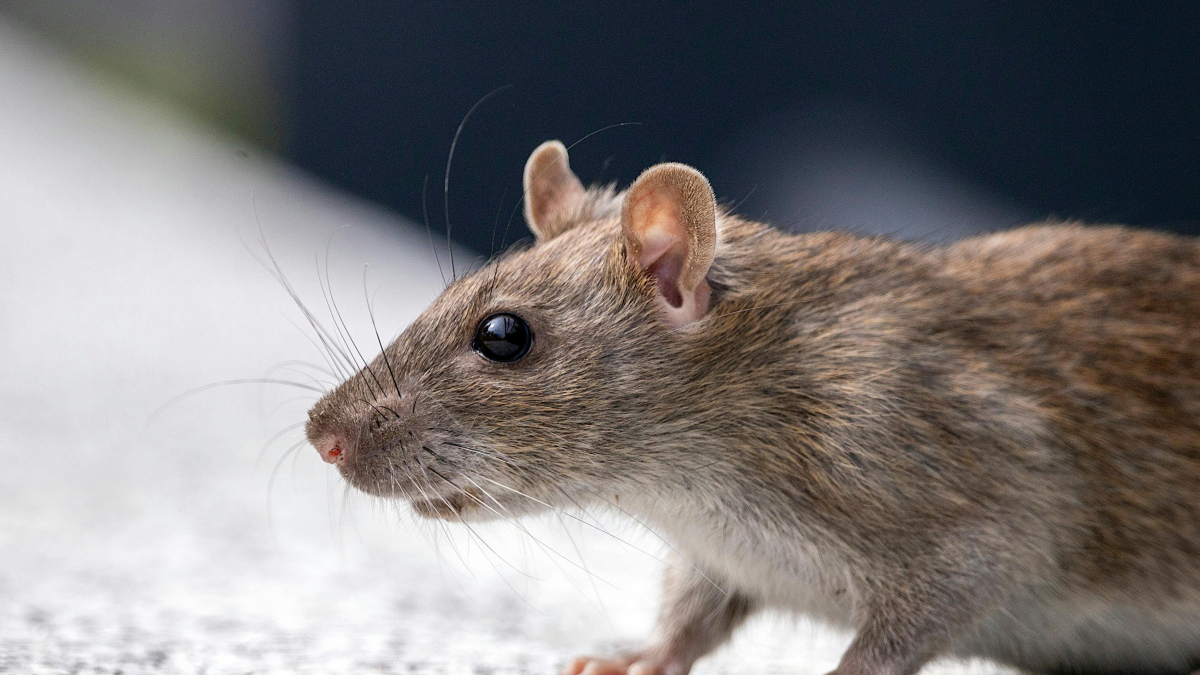 Adoption d’un rat : ce qu’il faut savoir avant de l'adopter