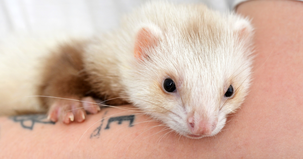 Adoption d'un furet : ce qu'il faut savoir avant de l'adopter