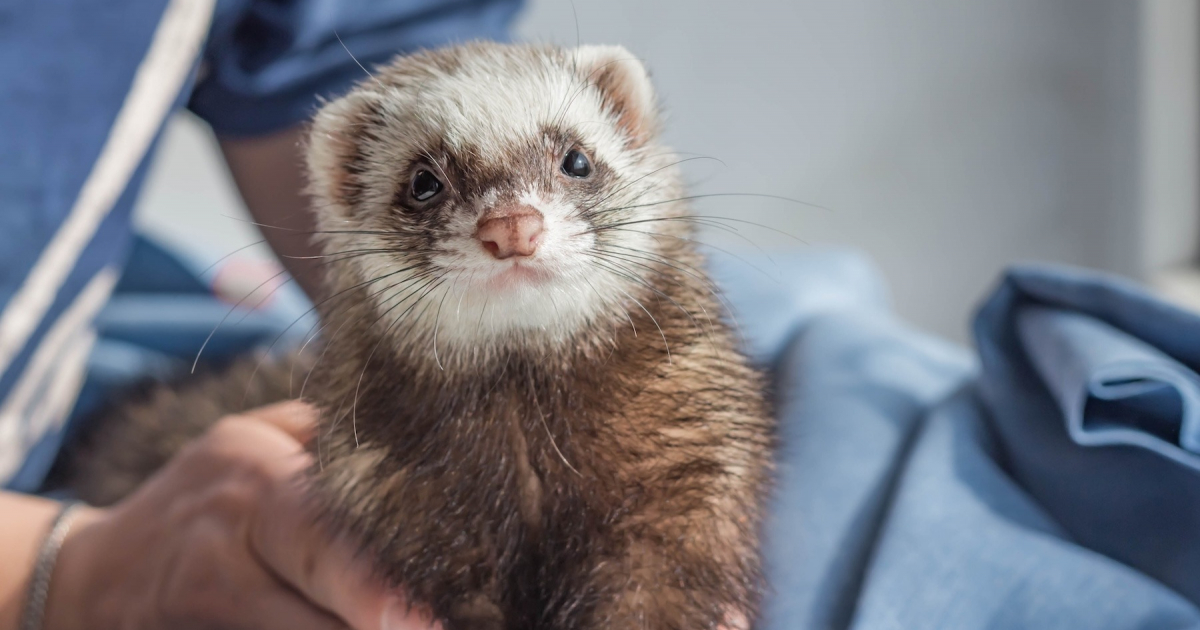 Prendre soin d'un furet adopté en refuge : comment assurer sa santé et ...