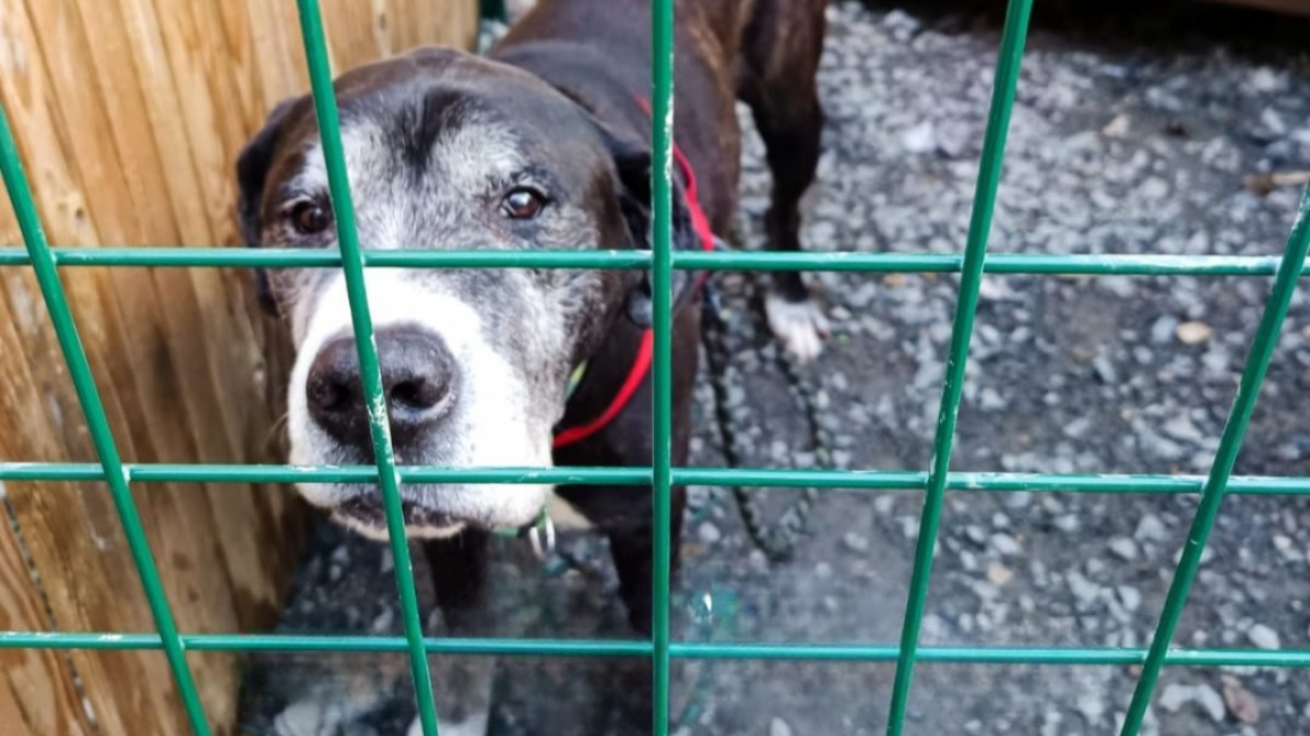 Sauvé de la fourrière, Vidocq, gentil géant de 12 ans, rêve d’un foyer ...