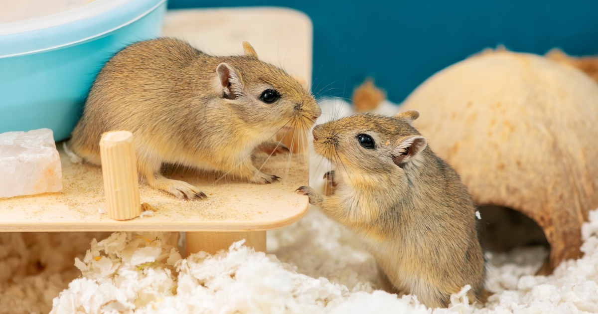 Adopter une gerbille : quelles sont les démarches et les conditions