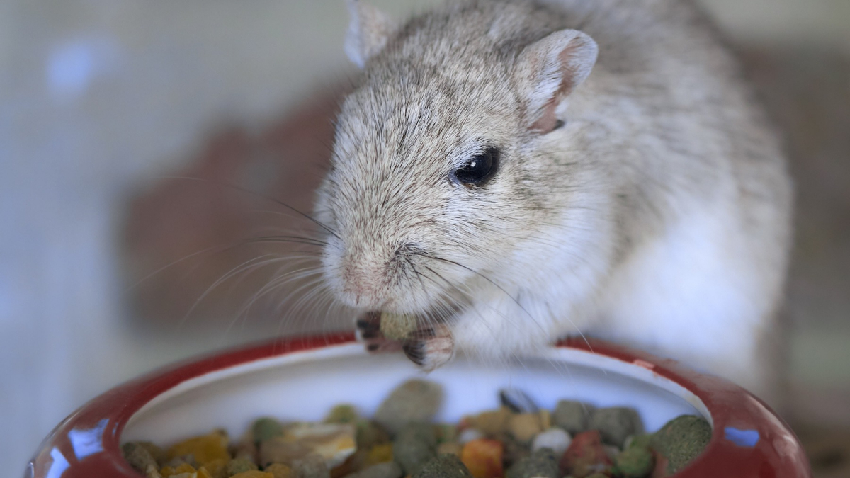Nourrir une gerbille adoptée : les clés d'une bonne alimentation
