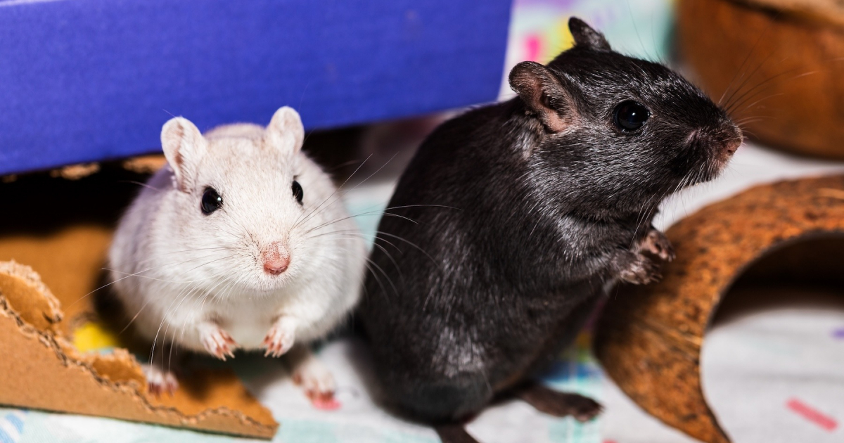 Prendre soin d'une gerbille adoptée en refuge : comment préserver son ...